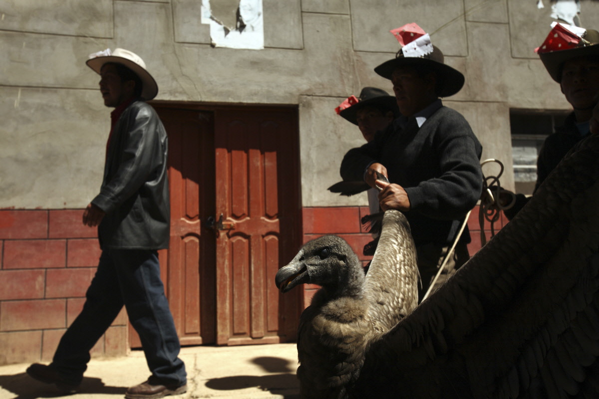 Panos Pictures - Condor vs. Bull
