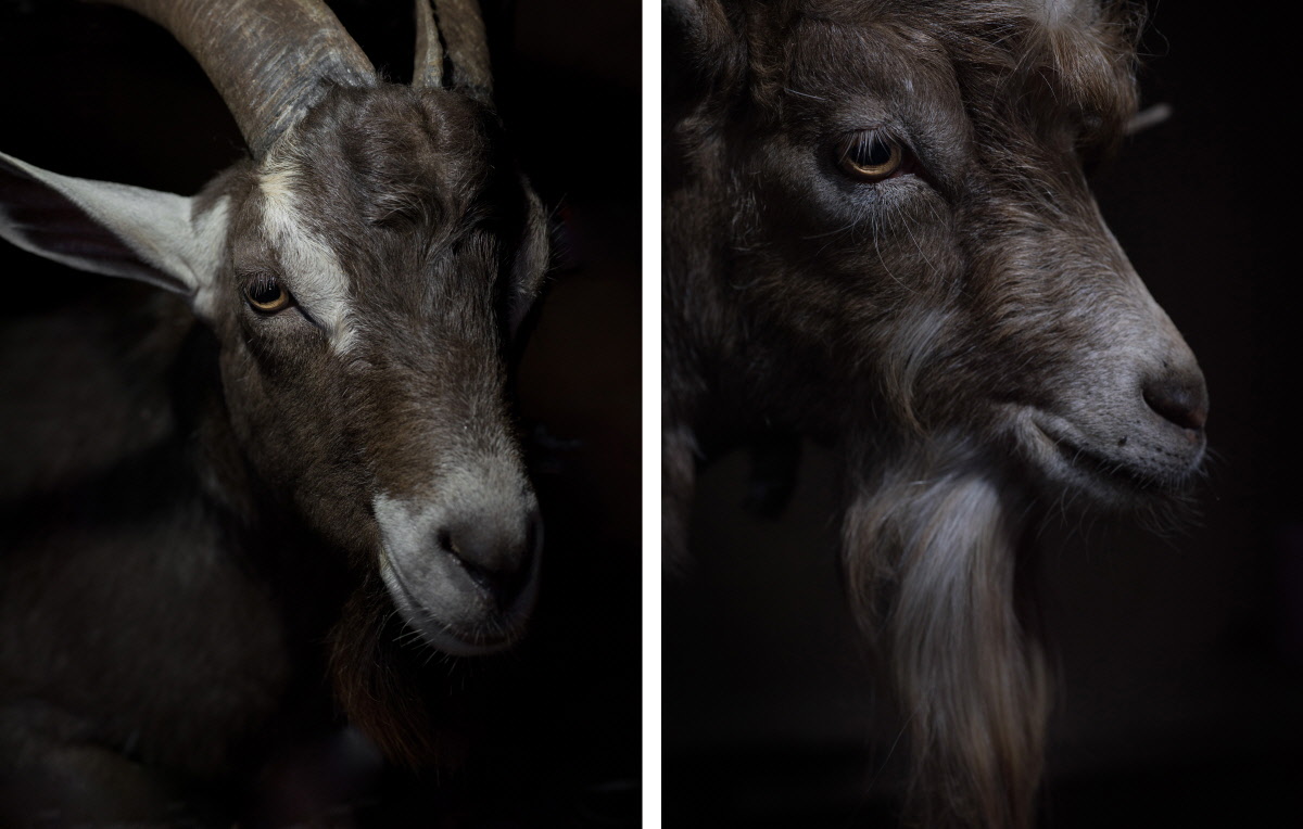 Panos Pictures - Goat Power