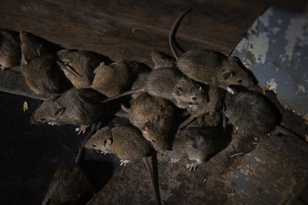 Panos Pictures - Rodent Rampage