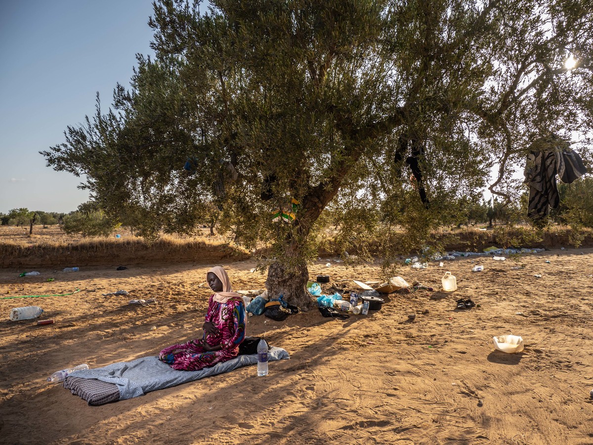 Panos Pictures - Under the Olive Trees