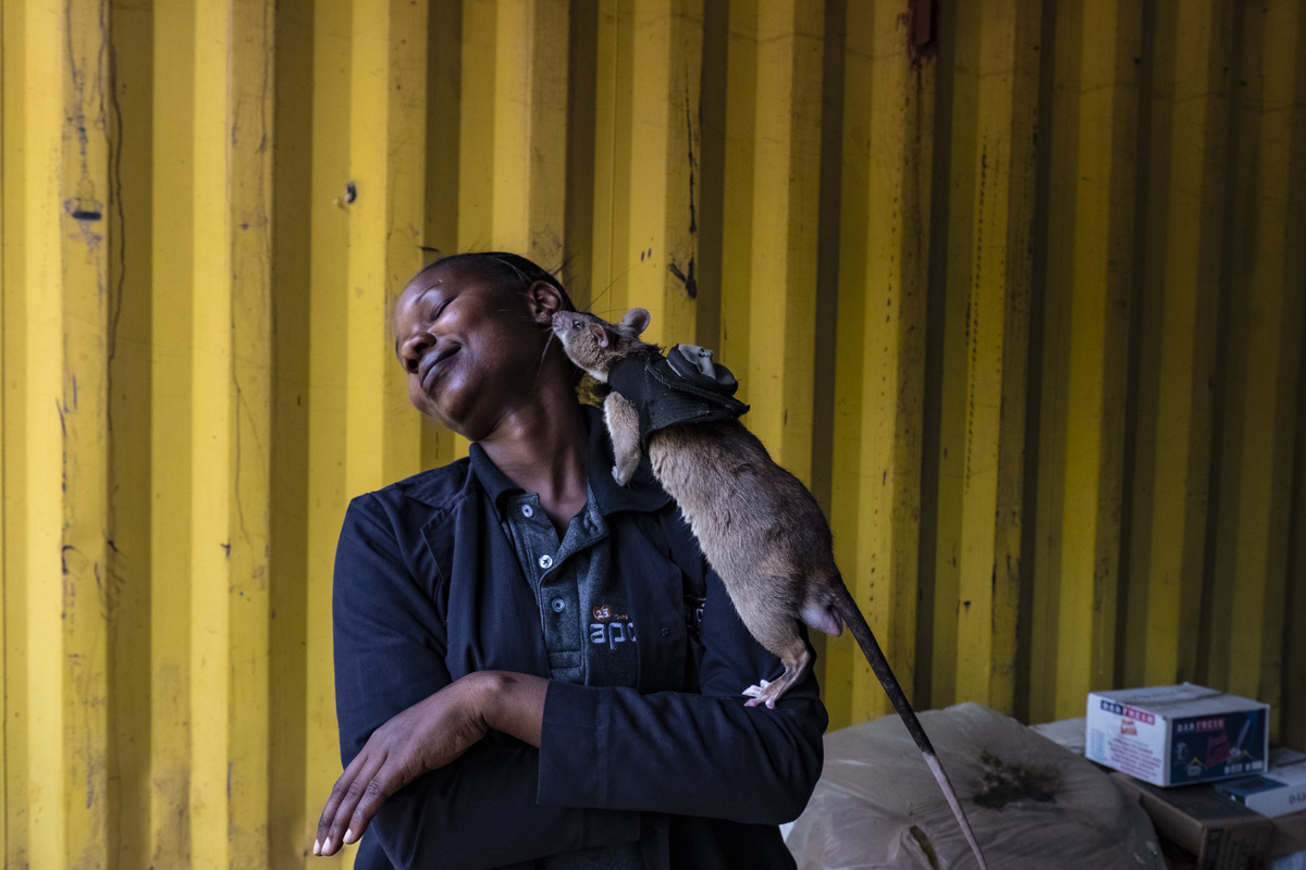 Panos Pictures - Rat Academy