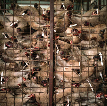 Panos Pictures - Stories - The taming of the roo