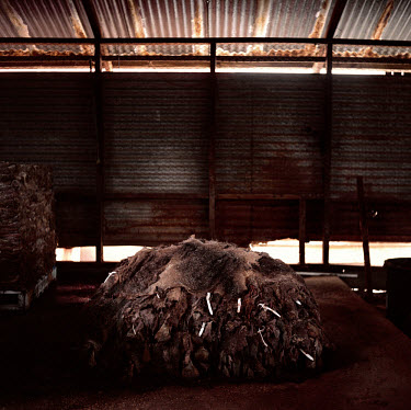 Panos Pictures - Stories - The taming of the roo