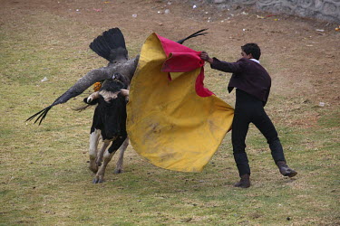 Panos Pictures - Stories - Condor vs. Bull