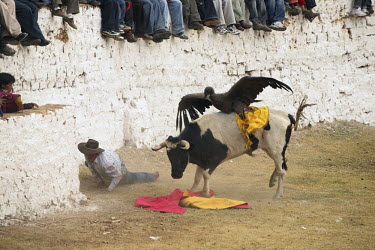 Panos Pictures - Stories - Condor vs. Bull