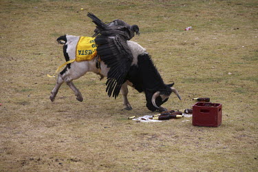 Panos Pictures - Stories - Condor vs. Bull