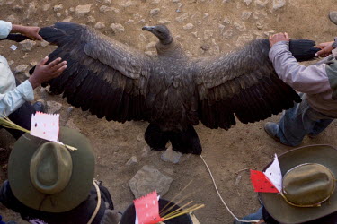 Panos Pictures - Stories - Condor vs. Bull