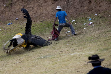 Panos Pictures - Stories - Condor vs. Bull