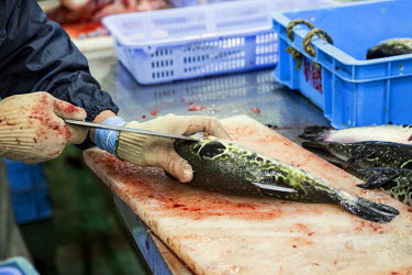 Panos Pictures - Stories - Fishy Frisson