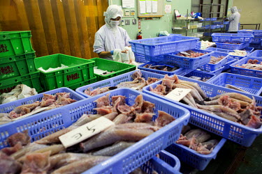 Panos Pictures - Stories - Fishy Frisson