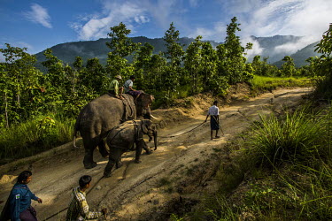 Panos Pictures - Stories - Myanmar's Elephants Under Threat