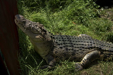 Panos Pictures - Stories - Grandfather Crocodile