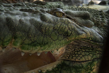 Panos Pictures - Stories - Grandfather Crocodile