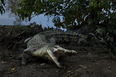 Panos Pictures - Stories - Grandfather Crocodile