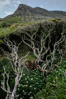 Panos Pictures Stories In Search of the Southernmost Tree