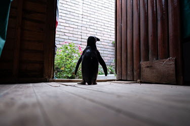 Panos Pictures - Stories - The Last of the African Penguins