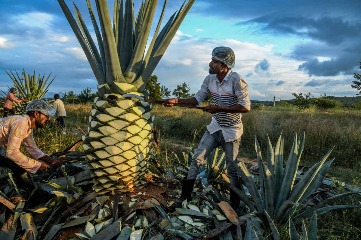 Agave Plant In India