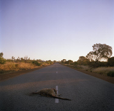 Panos Pictures - The taming of the roo