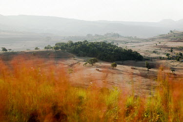 Panos Pictures - Church Forests
