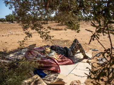 Panos Pictures - Under the Olive Trees