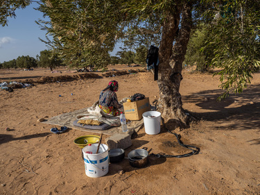 Panos Pictures - Under the Olive Trees