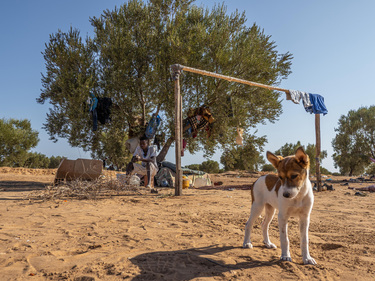 Panos Pictures - Under the Olive Trees