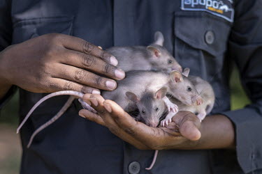 Panos Pictures - Rat Academy