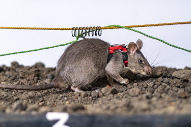 Panos Pictures - Rat Academy