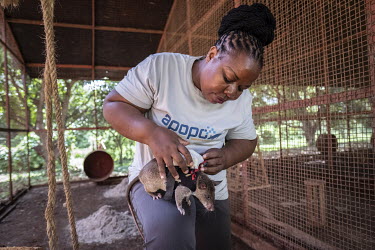 Panos Pictures - Rat Academy